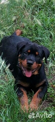 Ротвейлер