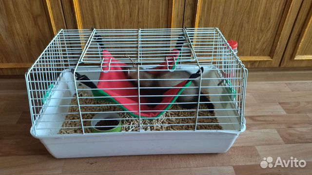 Хорек с клеткой