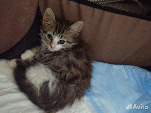 Котята в добрые руки бесплатно