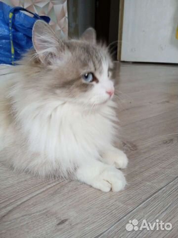 Котята Невской маскарадной