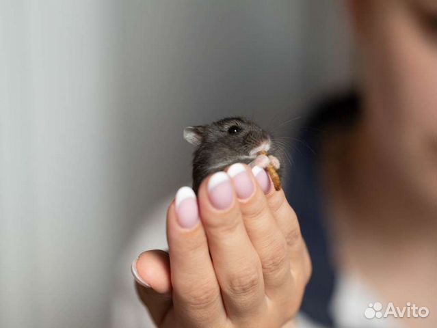 Джунгарский хомяк