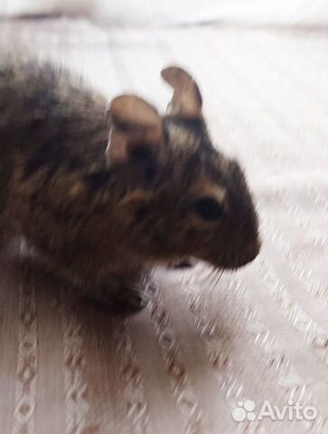 Белочки Дегу