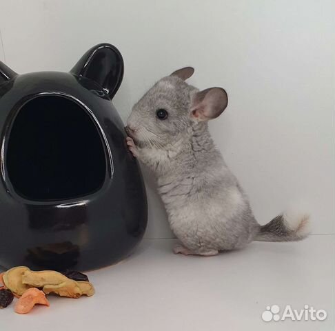 Шиншилленок мальчик Белый Вильсона нф нэ 2 мес