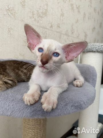 Ориентальные котята мальчики