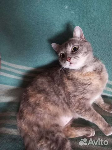 Кошка Агата в добрые руки