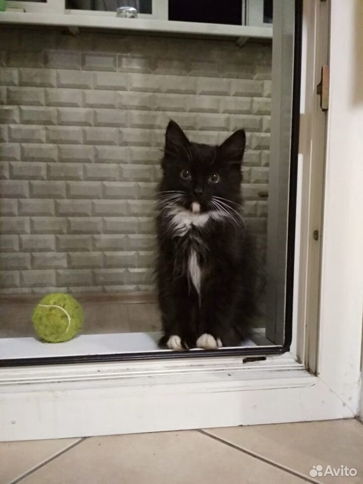 Котенок-мальчик 3,5мес