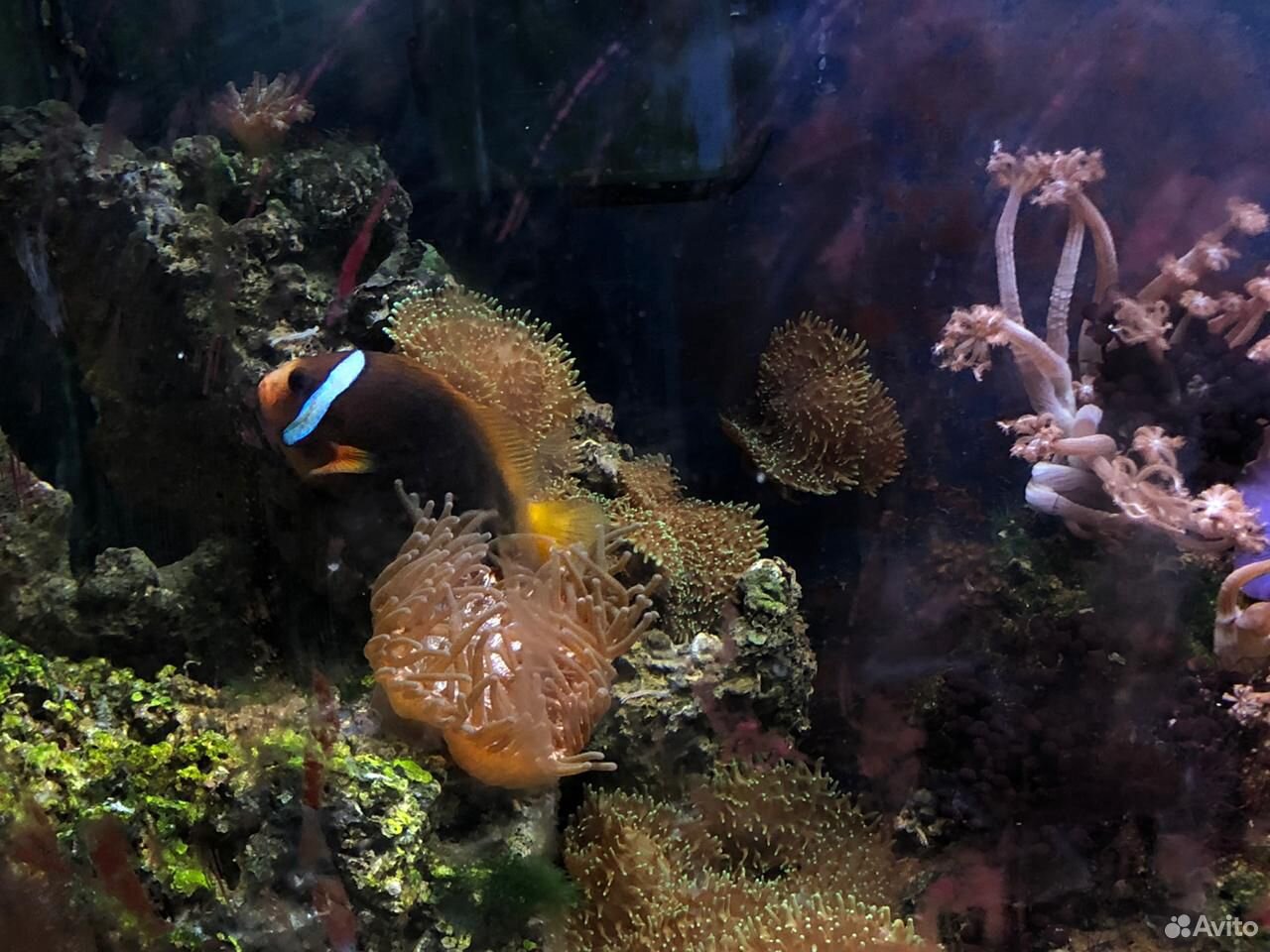 Отдам морских рыб