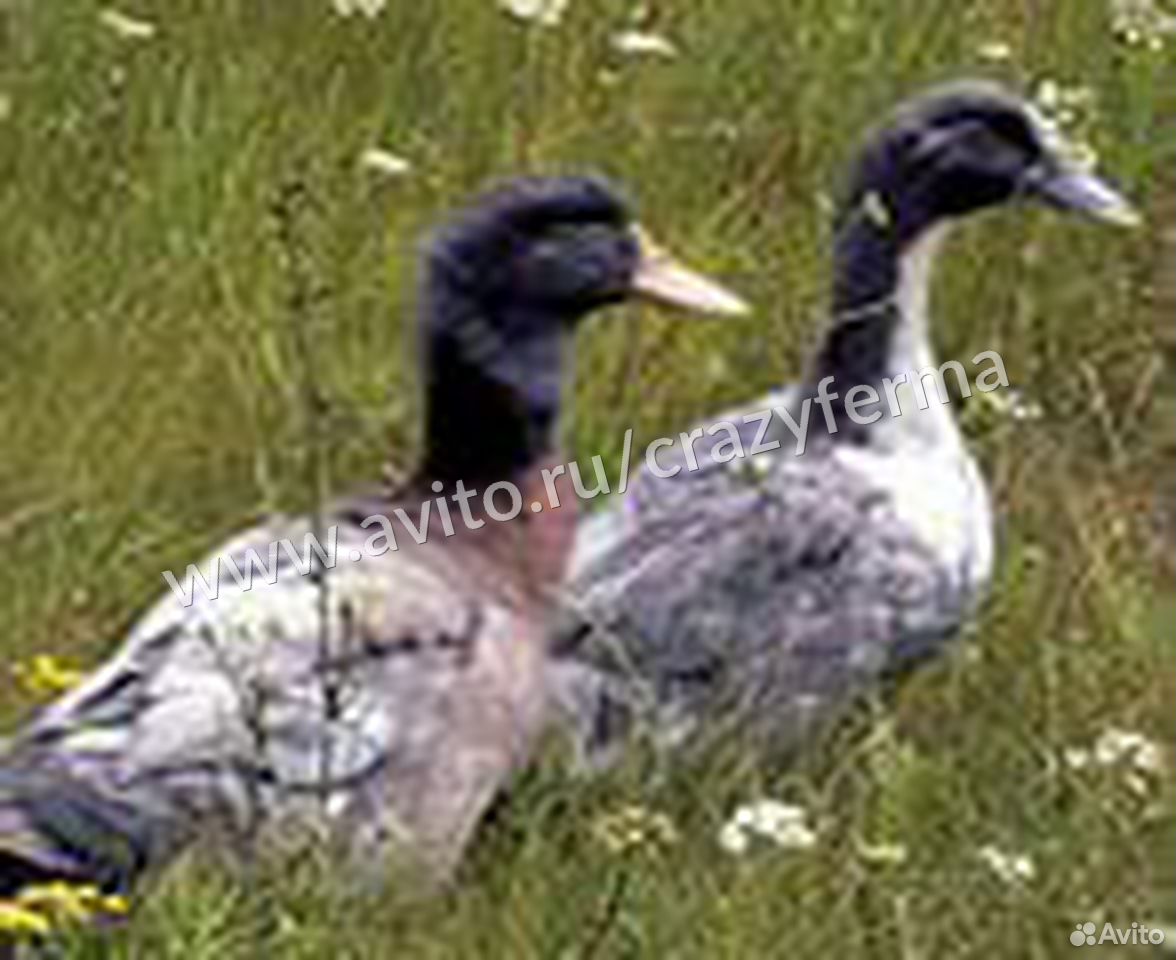 Утята породы. Вывод 21.05