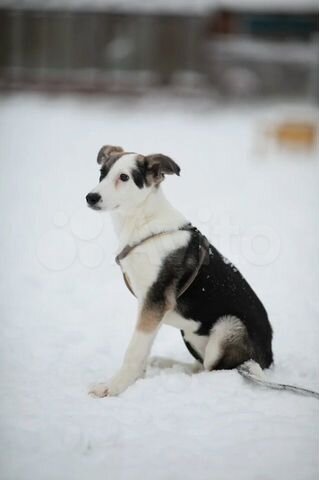 Щенок Инь-Янь ищет дом