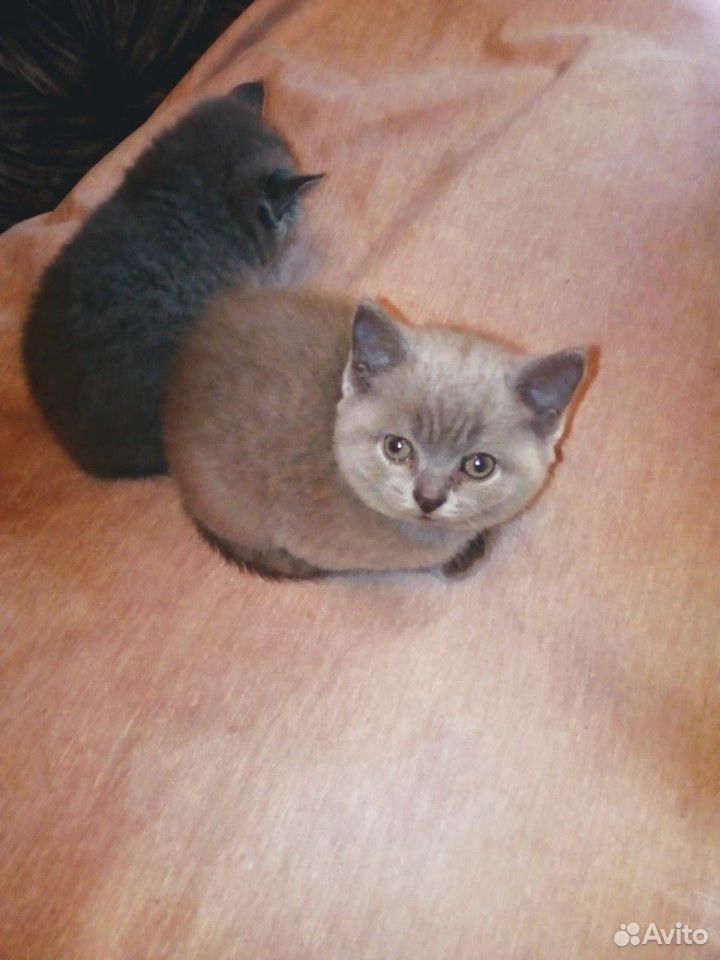 Котик лиловый 2 мес