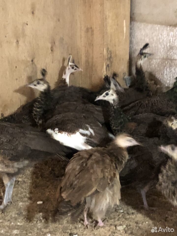 Павлины и павлинята