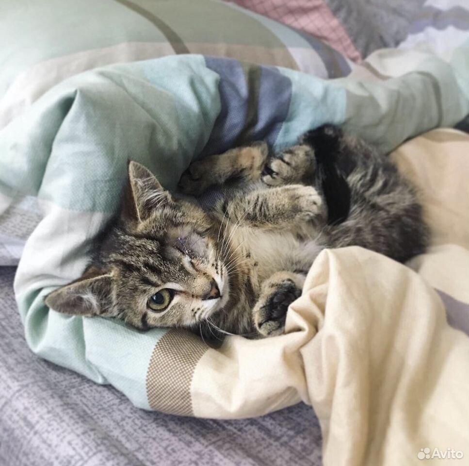 Котёнок 6 месяцев (стерилизована) в добрые руки