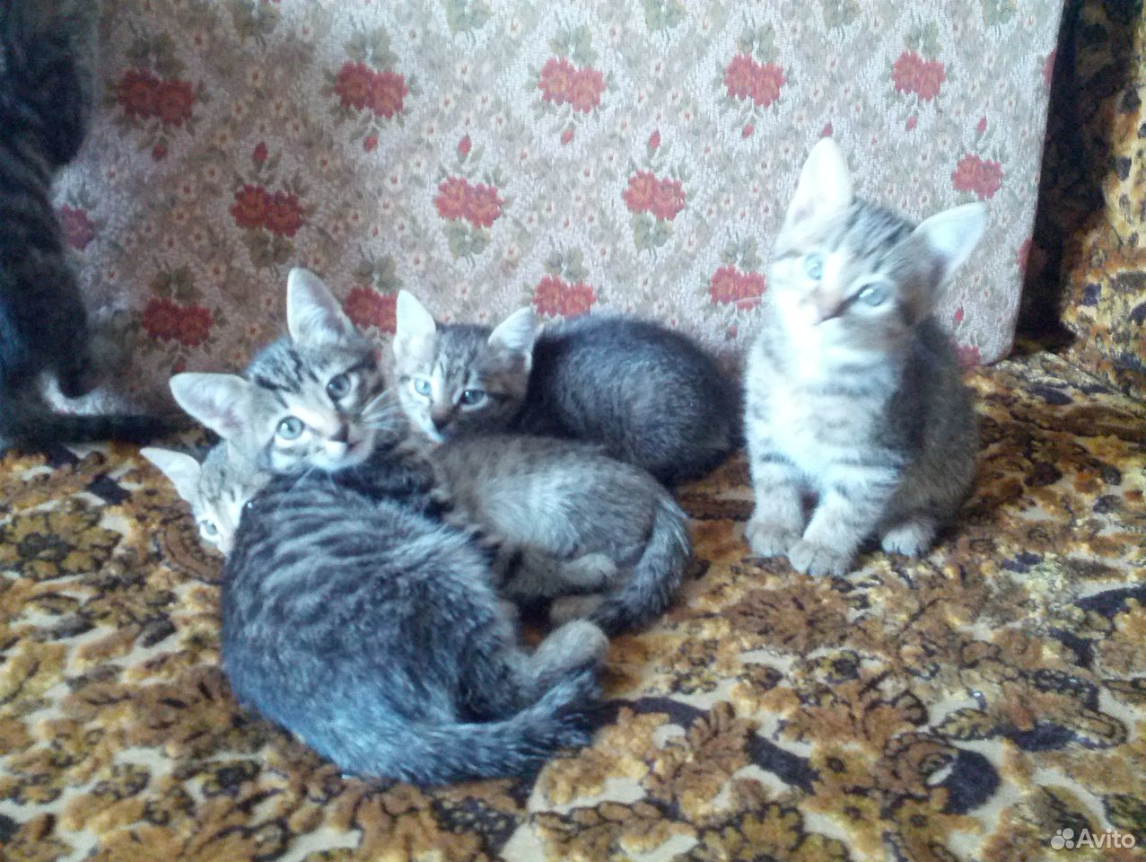 Котики 1,5 месяца