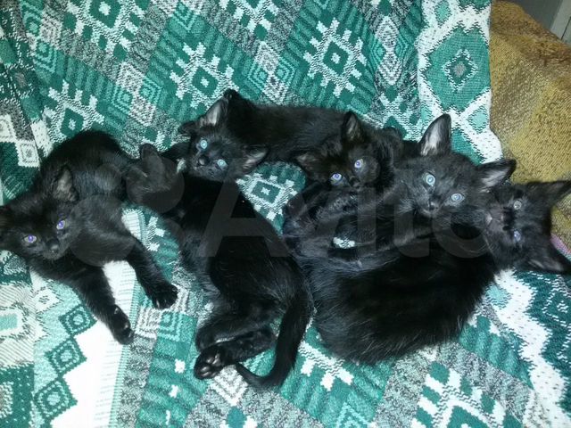Обычные чёрные котята