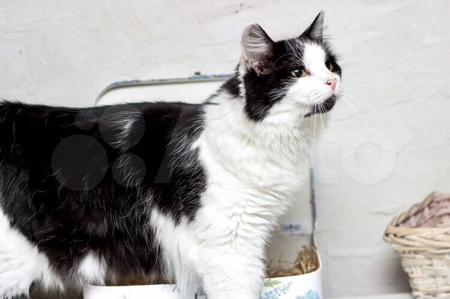 Нежная Марфуша в добрые руки