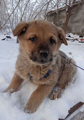 Щенята медвежата ищут дом