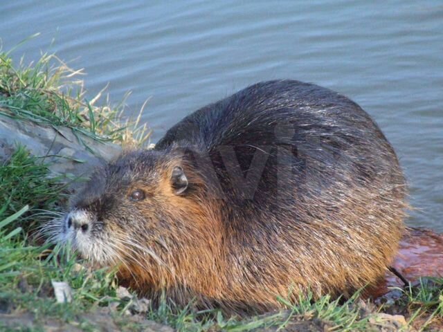 Нутрии