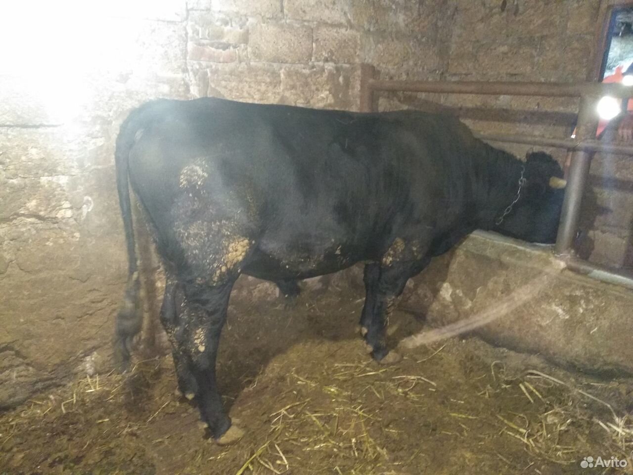 Бык. Возраст 1,5 года