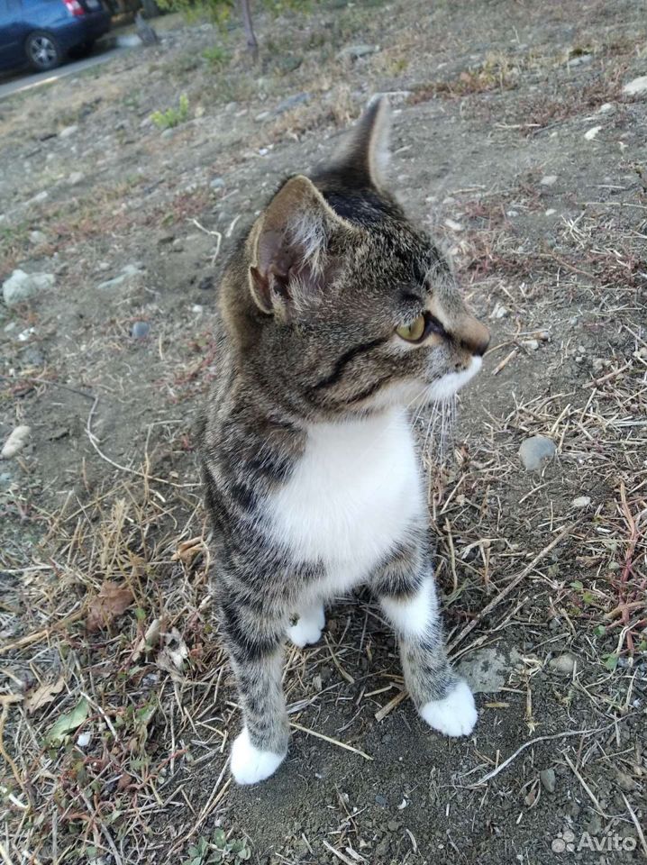 Котик