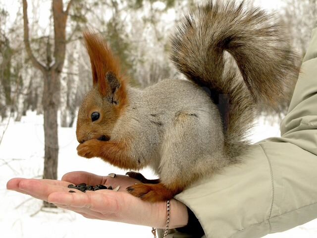 Алтайские бельчата
