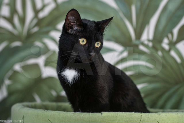 Очаровательная кошечка ищет маму