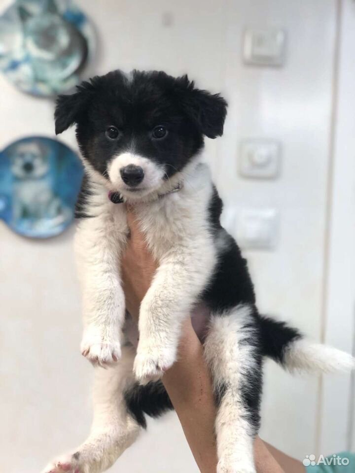 Отдадим в хорошие и ответственные руки