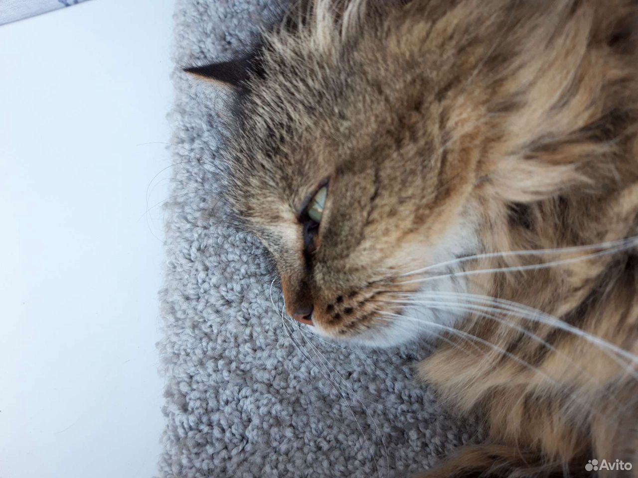 Кошка Тося ищет новый дом