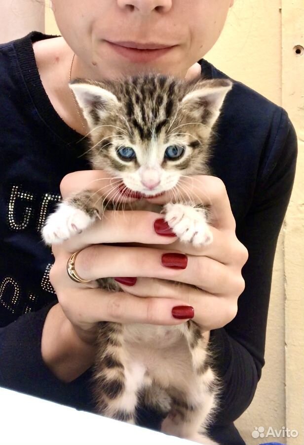 Бездомный, компанейский котенок