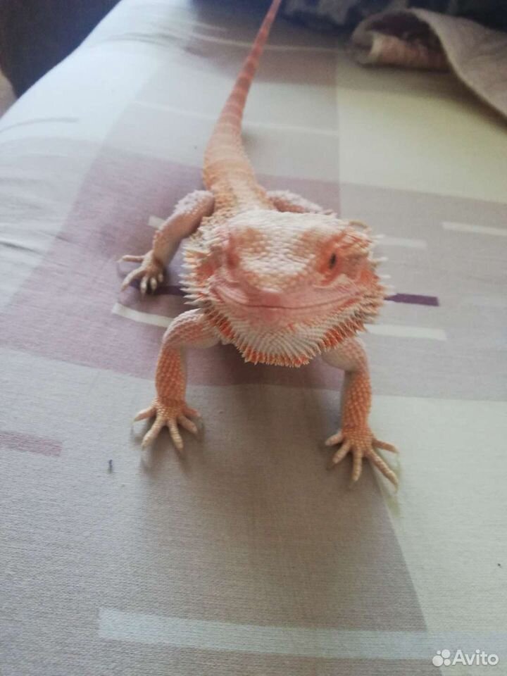 Бородатая агама, агама, дракон, ящерица, пустынная