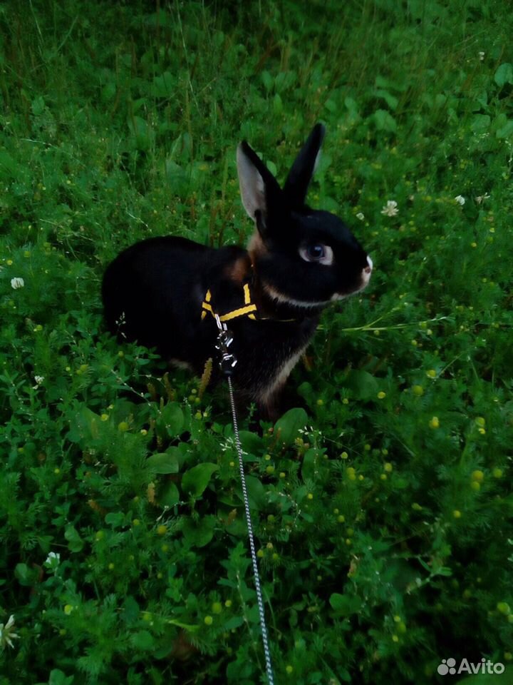 Домашний кролик Виля)